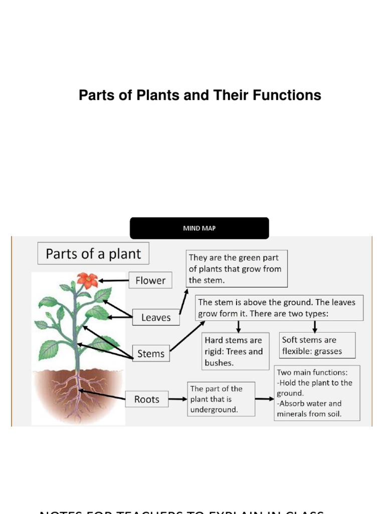 Parts Of Plants And Their Functions
