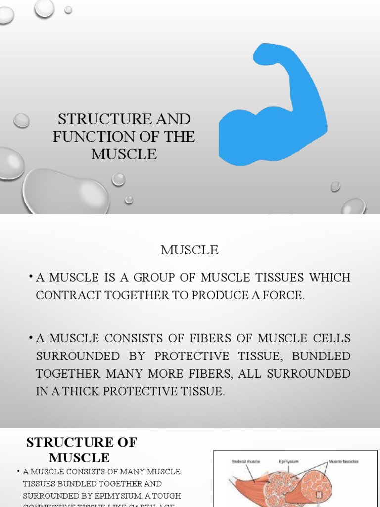 Structure and Function of The Muscle | PDF | Skeletal Muscle ...