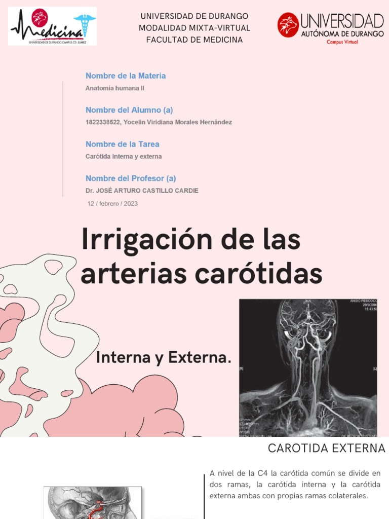 Arterias Carotidas Pre | PDF | Laringe | Angiología