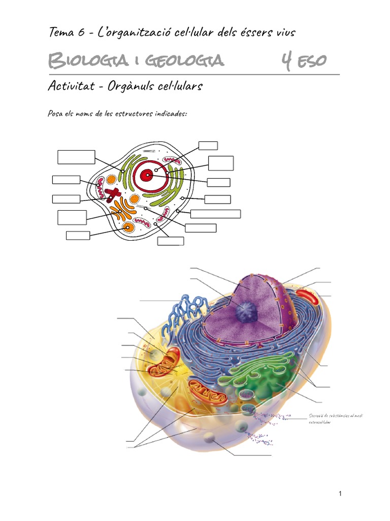 Activitat - Orgànuls Cel Lulars | PDF