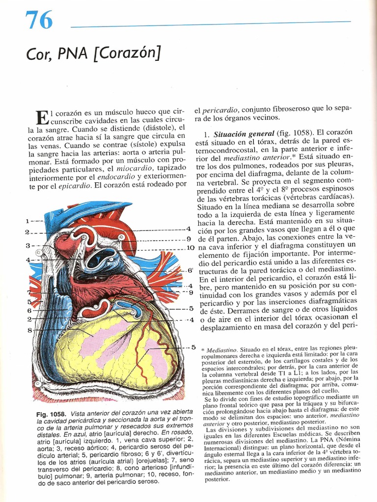 Anatomia Del Corazon | PDF