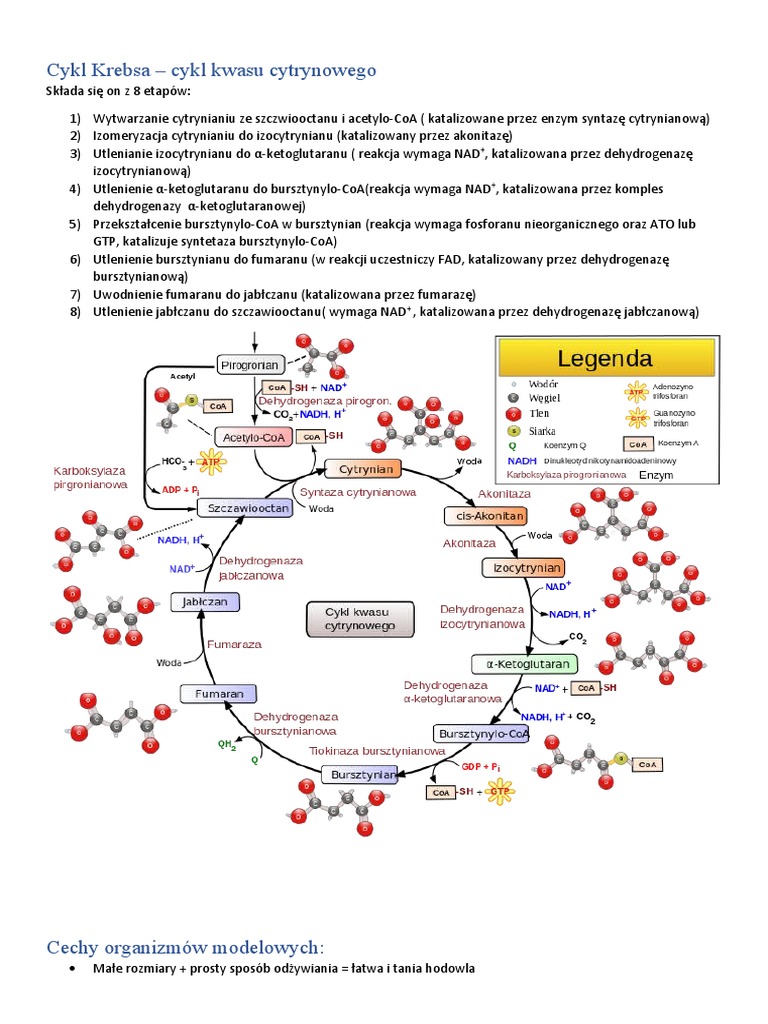 Cykl Krebsa | PDF