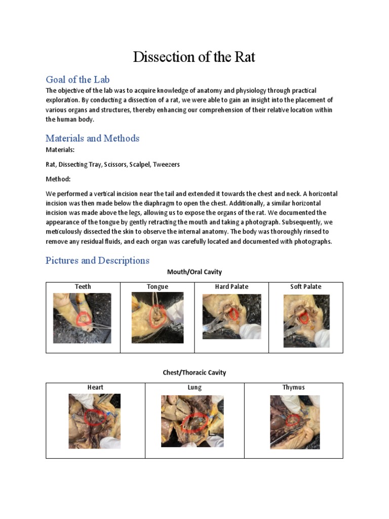 Dissection of The Rat Lab | PDF