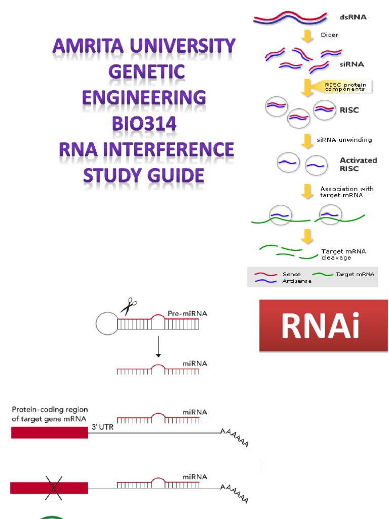 Rna Interference Final | PDF | Rna Interference | Rna