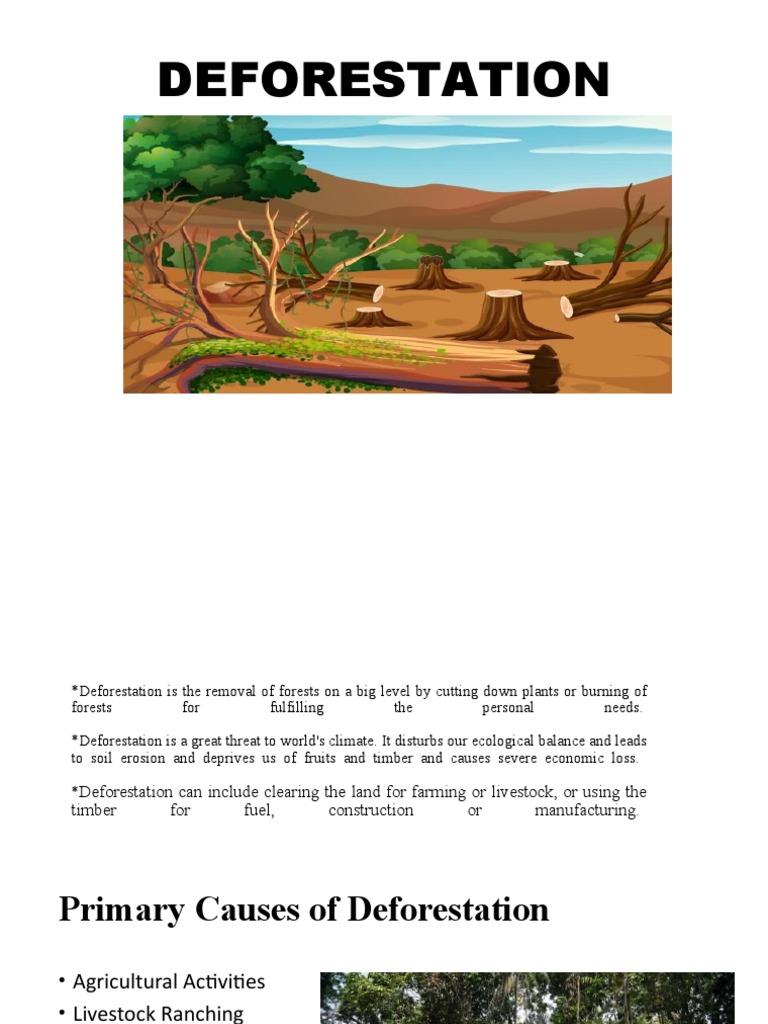 Causes and Effects of Deforestation | PDF