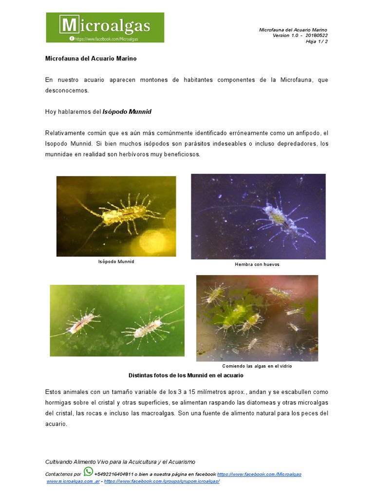 Microfauna y Isópodos Munnid en Acuarios | PDF | Acuario | Acuicultura