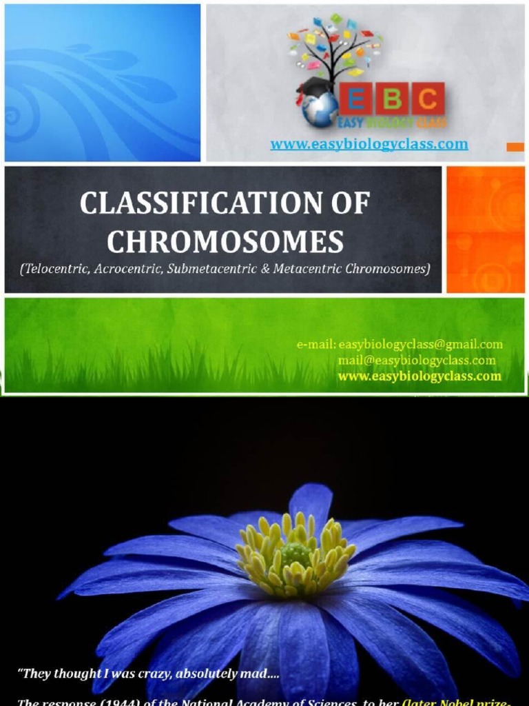 Classification of Chromosomes PPT by Easybiologyclass | PDF