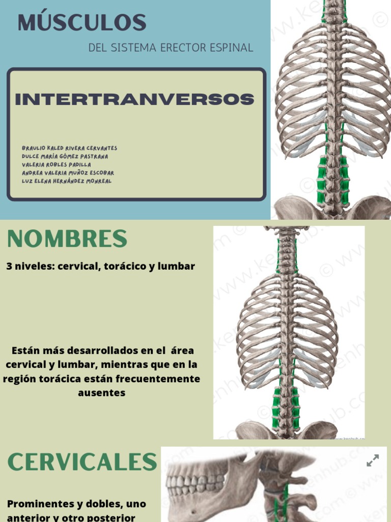 Músculos Intertranversos | PDF | Anatomía | Tórax (anatomía humana)