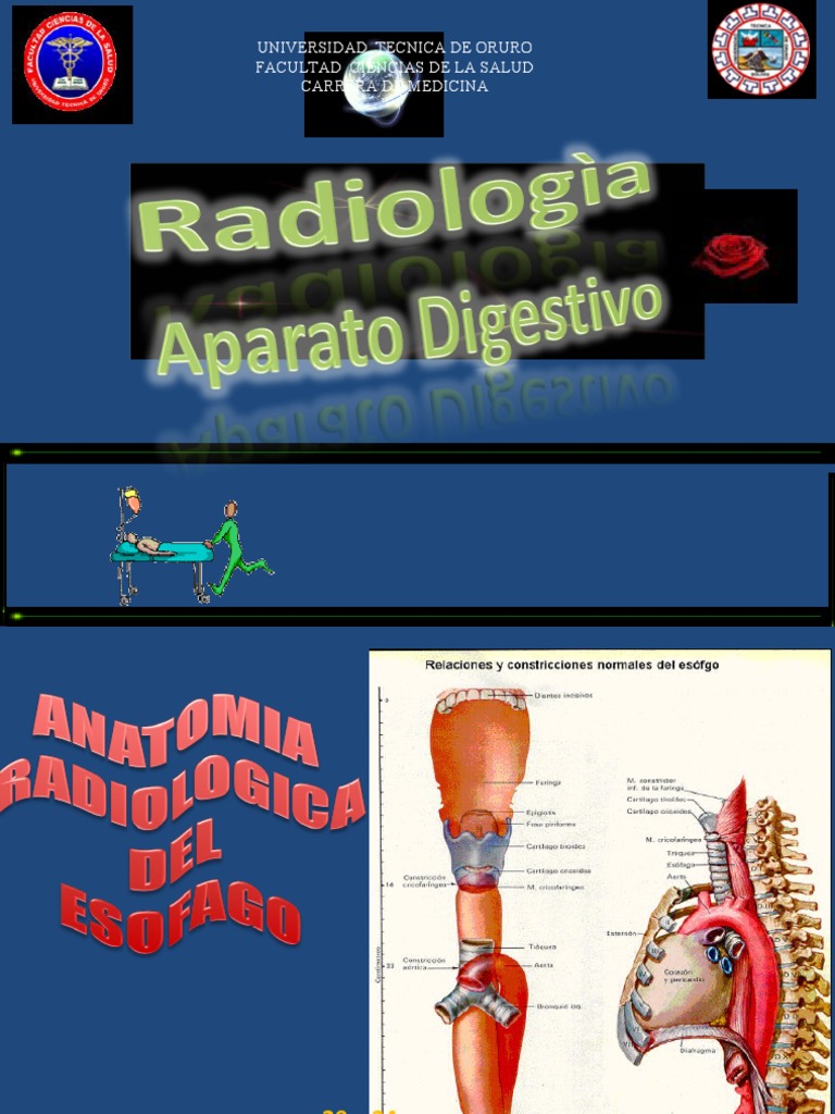 Anatomía y exploración radiológica del esófago | PDF | Estómago | Esófago