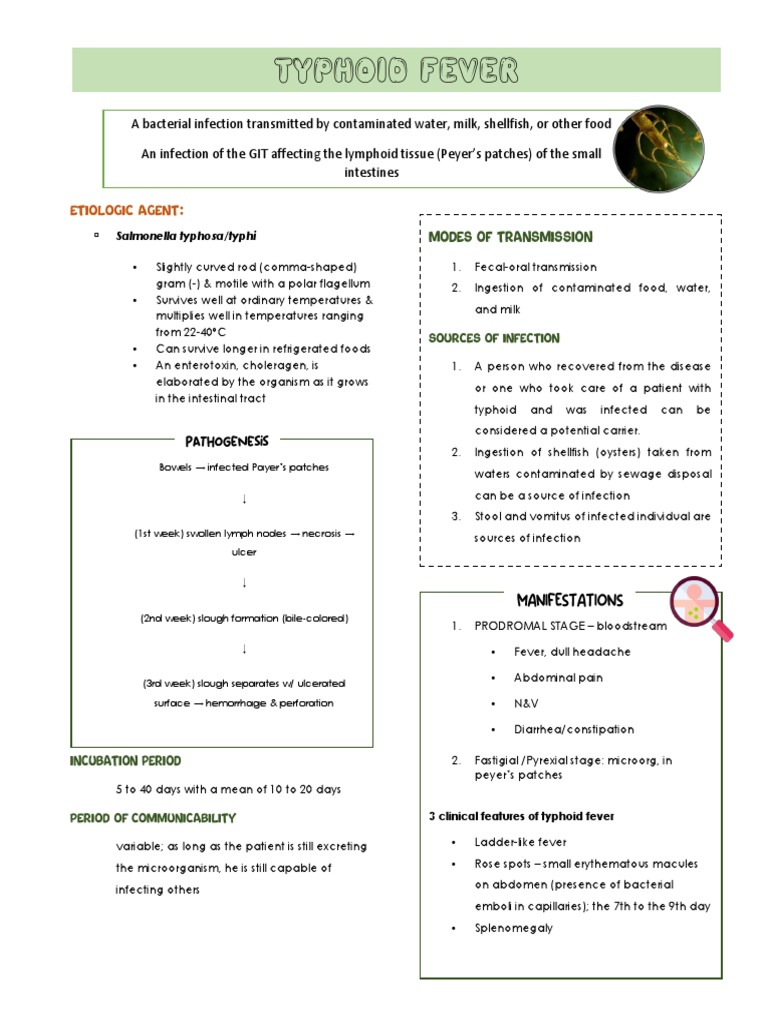 Typhoid Fever | PDF | Diseases And Disorders | Health Sciences