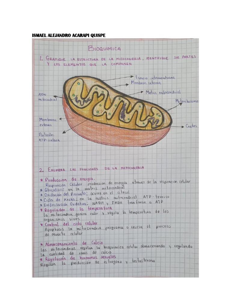Bioquimica Mitocondria | PDF Bioquimica Mitocondria | PDF