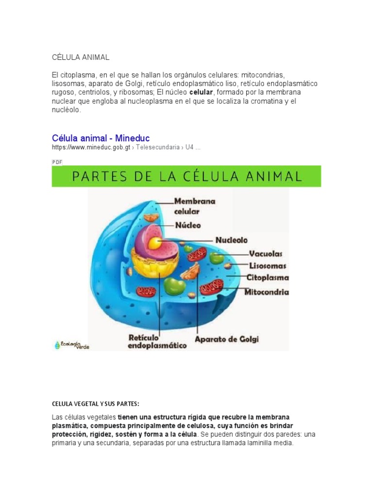 Estructura y partes de la célula animal | PDF