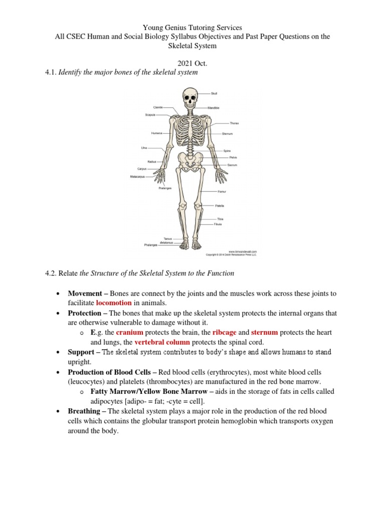 CSEC Human and Social Biology - The Skeletal System | PDF | Bone | Skeleton