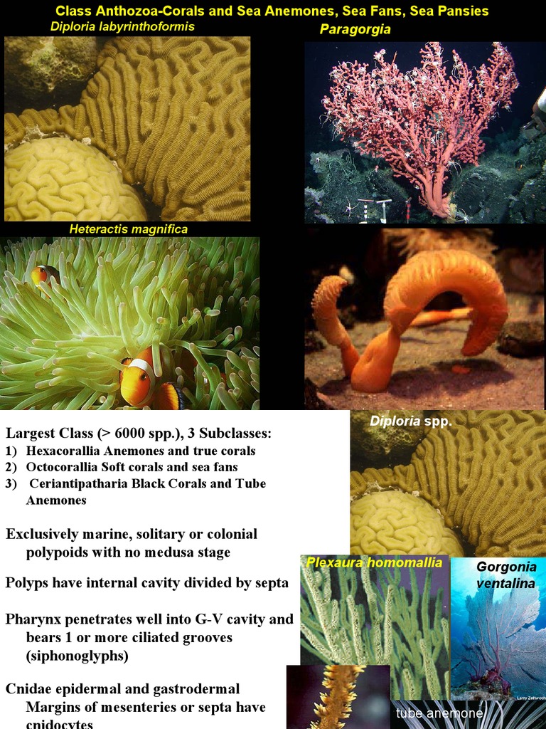 Class Anthozoa Lecture | PDF | Coral | Animal Taxonomy