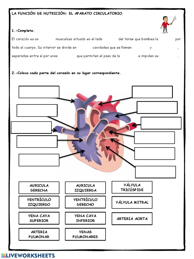 Aparato Circulatorio | PDF | Sistema circulatorio | Corazón