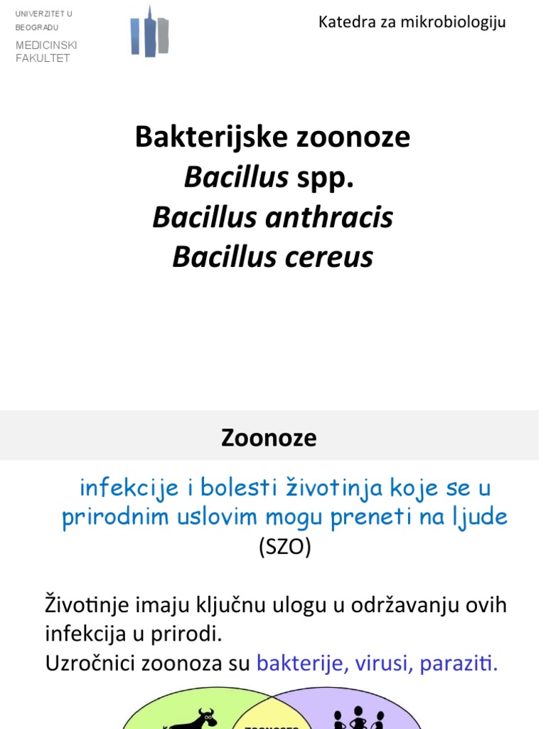 Seminar 4b - Bacillus SPP | PDF