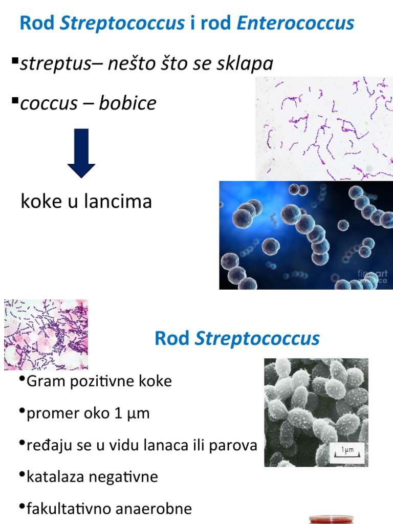 7a Streptococcus I Enterococcus Pdf