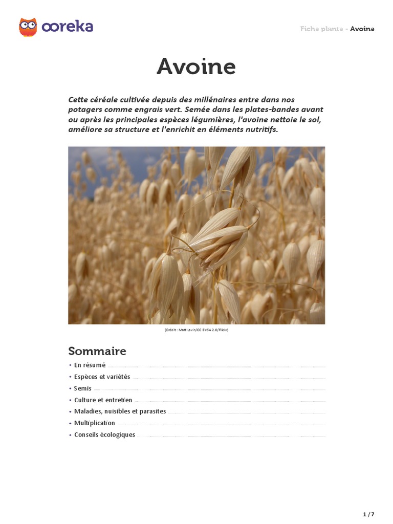 Avoine : Engrais Vert et Céréale Nutritive | PDF | Avoine | Maïs
