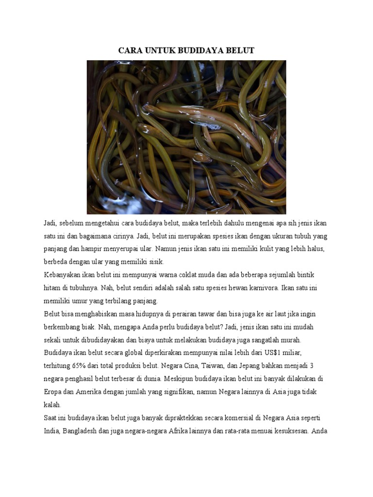 Cara Untuk Budidaya Belut | PDF