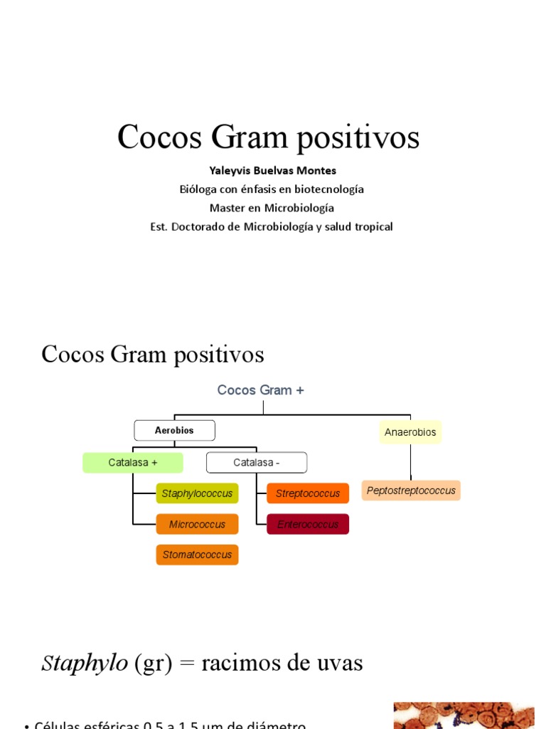 Cocos Gram Positivos: Identificación y Patologías | PDF ...