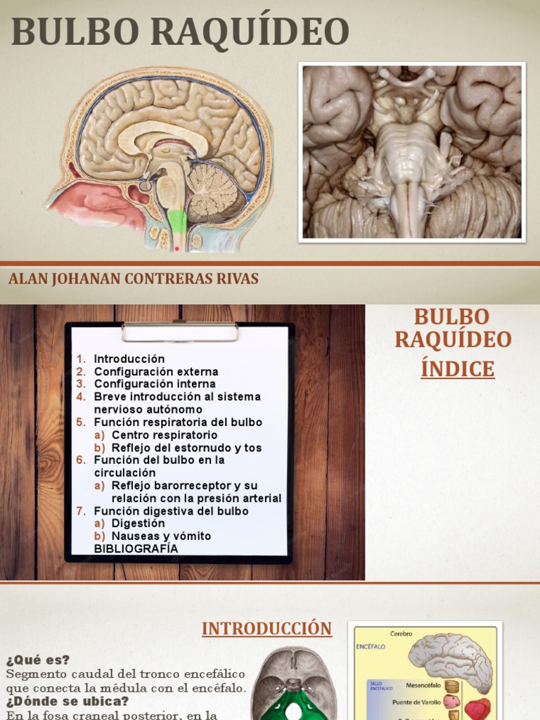Funciones del Bulbo Raquídeo | PDF | Fisiología | Órgano (anatomía)