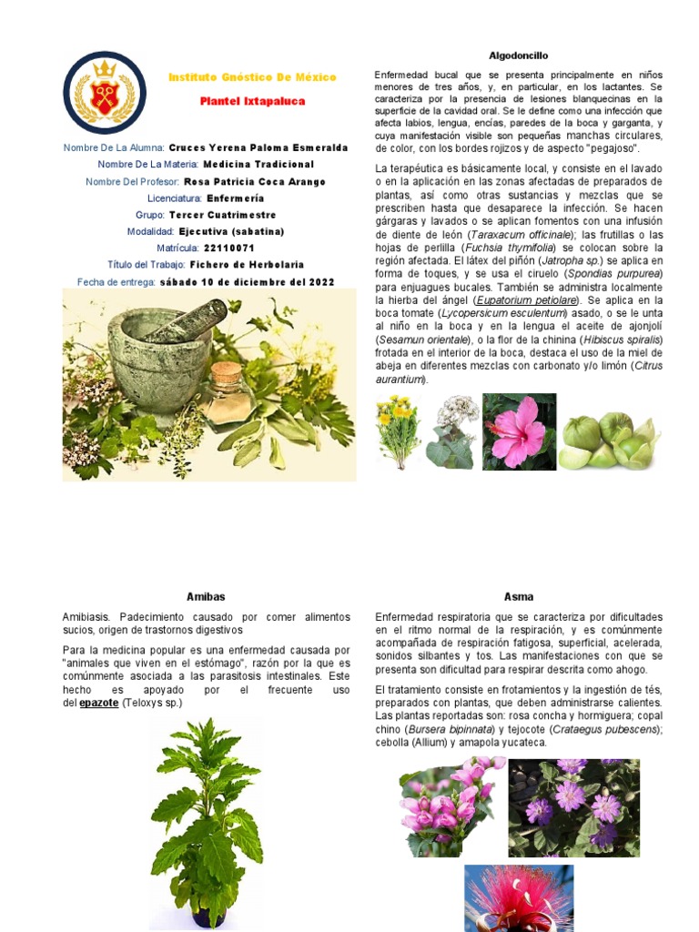 Fichero de Herbolaria | PDF | Hinojo | Eucalipto