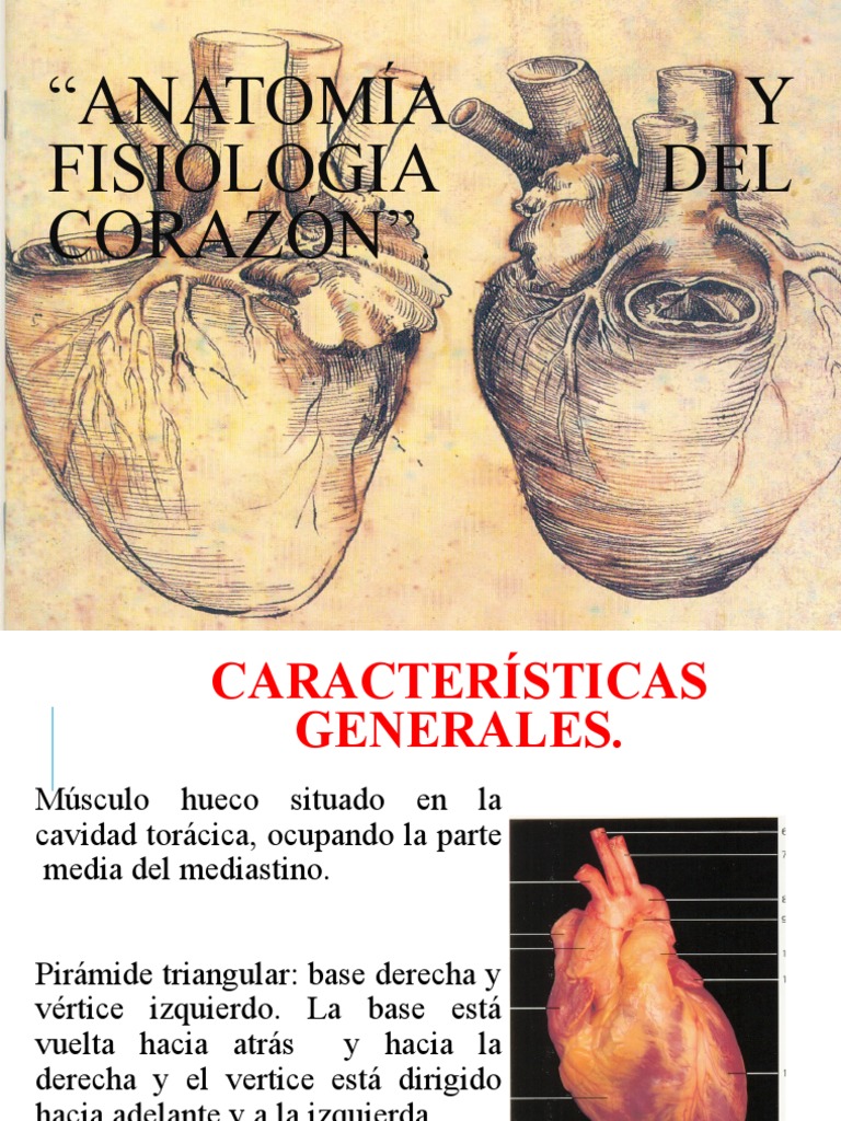Anatomía de Corazón | PDF | Angiología | Anatomía humana