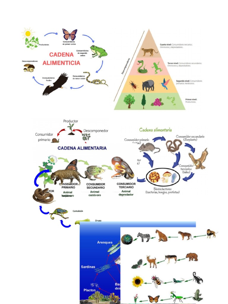Cadena Alimenticia | PDF