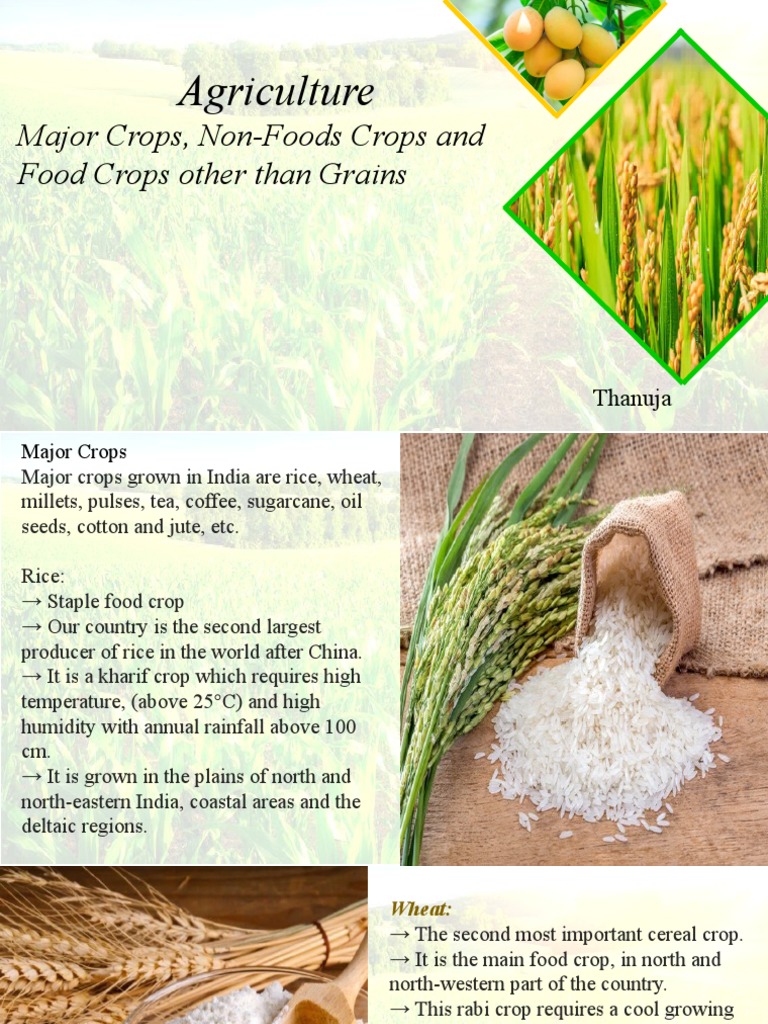 Agriculture Crops - Thanuja | PDF | Legume | Cereals