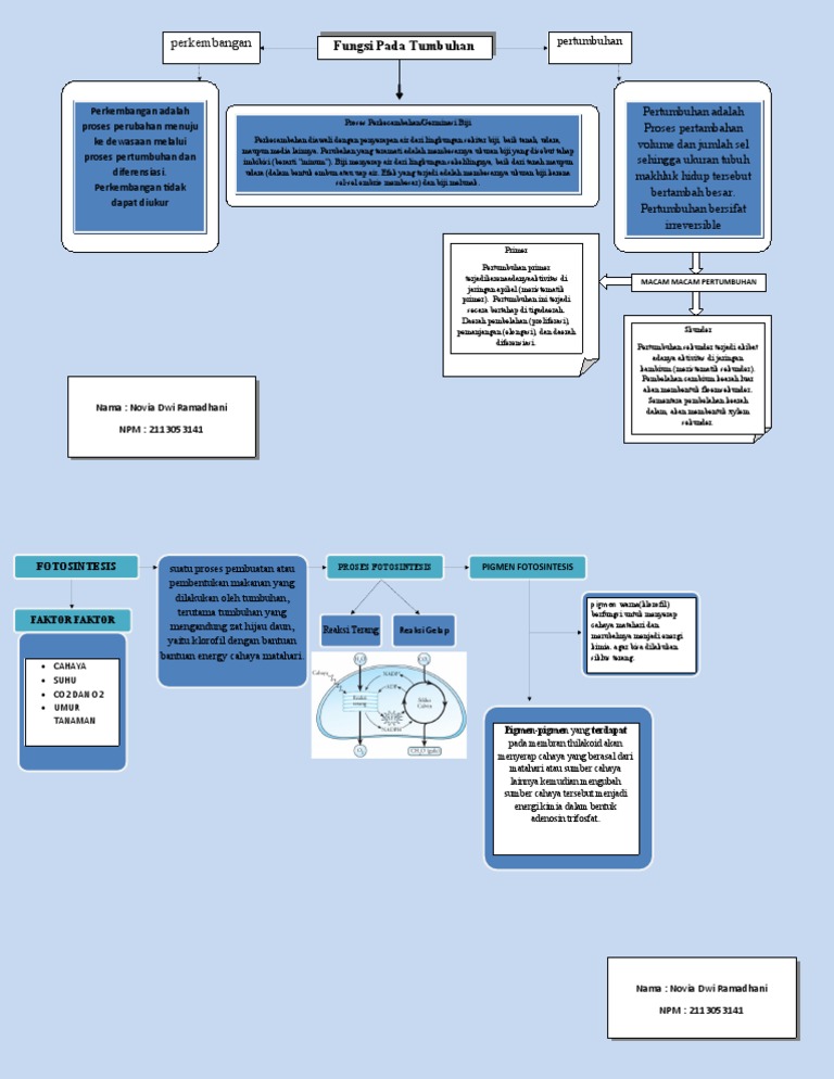 Mind Mapping Fotosintesis | PDF