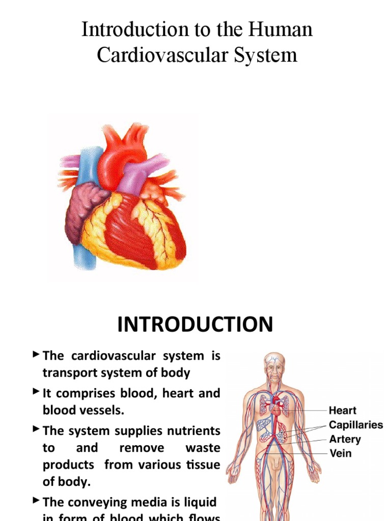 Introduction To Circulatory System | PDF | Vein | Artery
