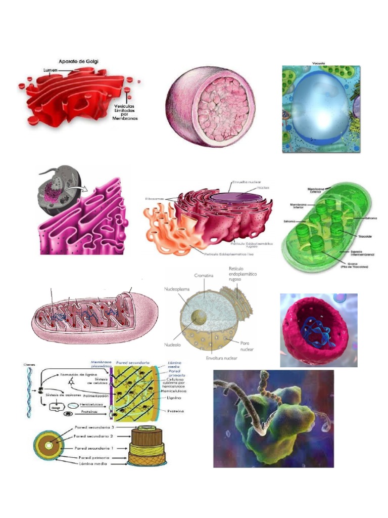 Imagenes de Biologia | PDF