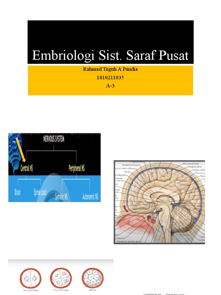 Embriologi Sist. Saraf Pusat | PDF
