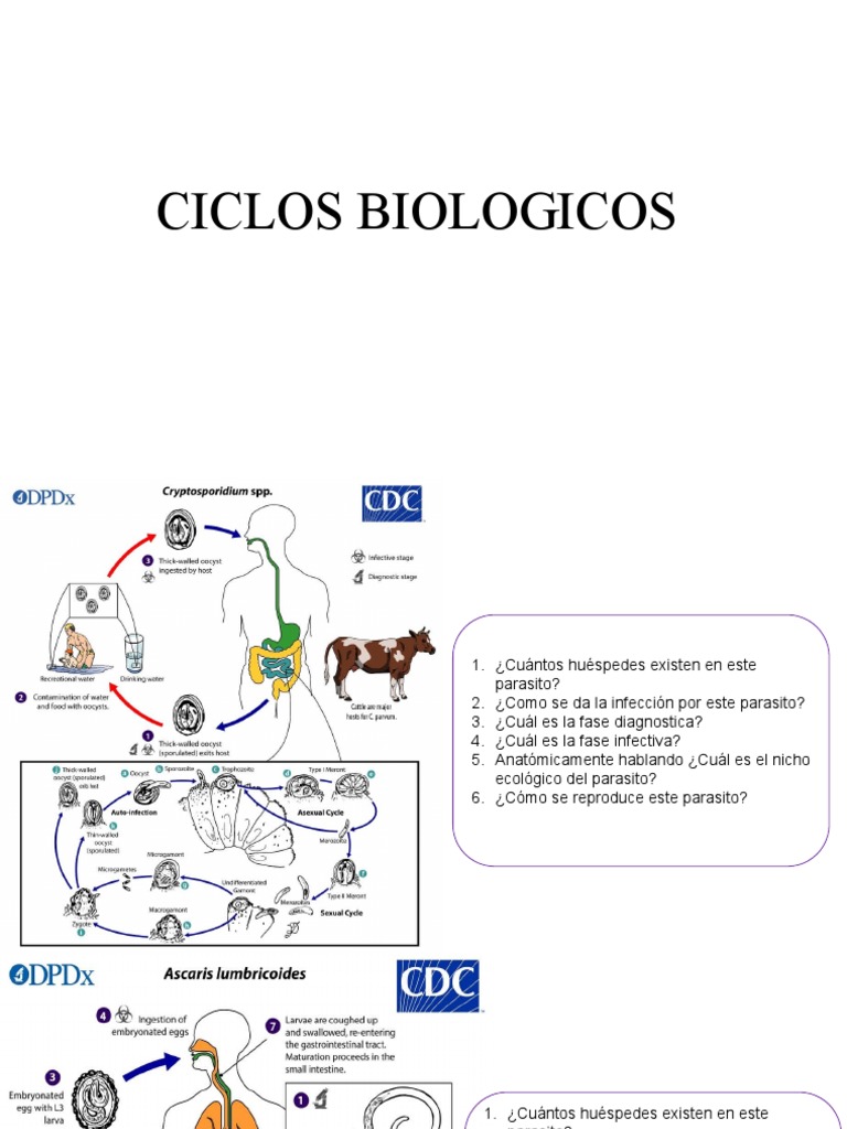 Ciclos Biologicos | PDF | Parasitismo | Microbiología
