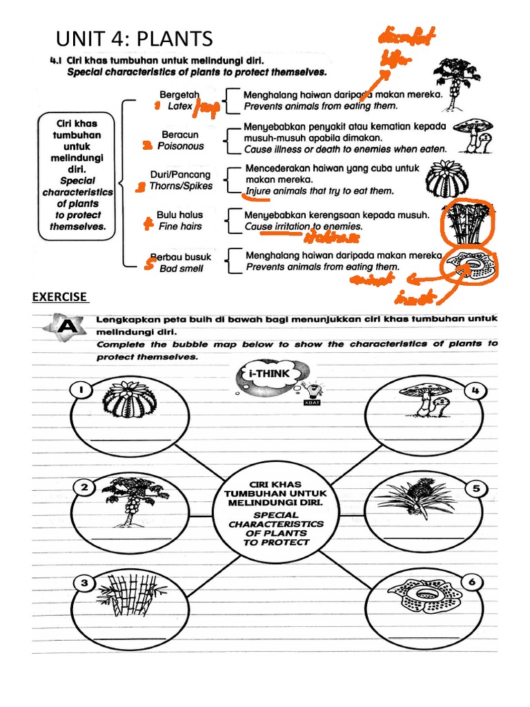 EXERCISE-plants Part 1 | PDF | Leaf | Trees