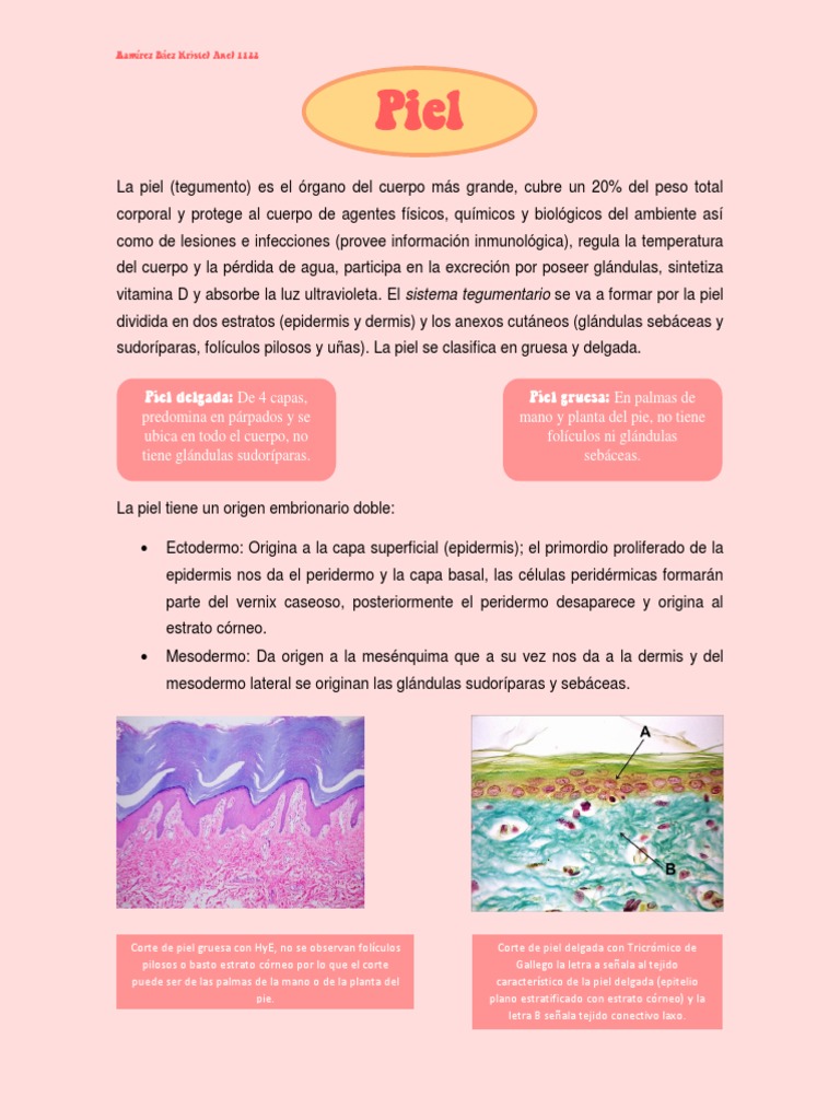 Rb Piel Descargar Gratis Pdf Piel Epidermis