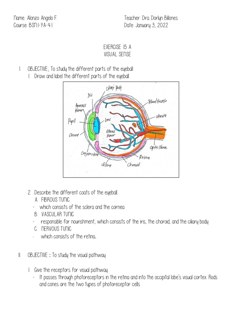 WEEK 16 LABORATORY EXERCISE Special Senses | PDF | Taste | Senses
