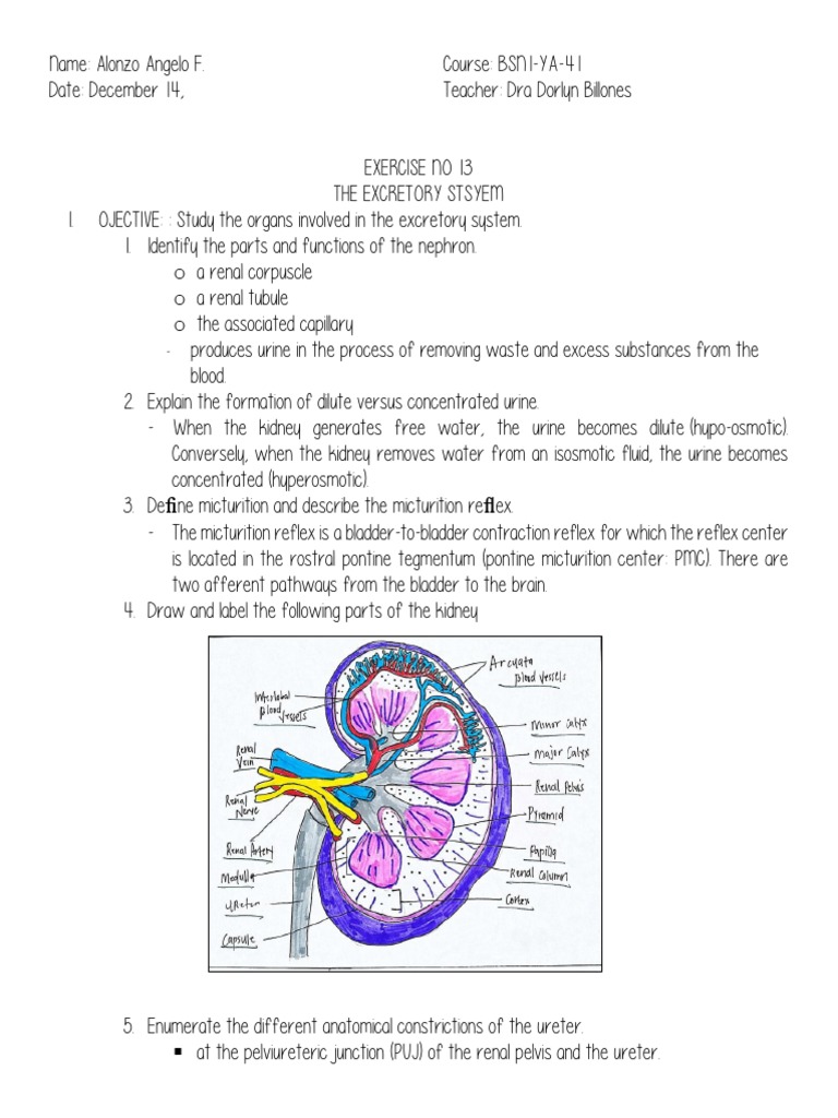WEEK 14 LABORATORY EXERCISE The Urinary System | PDF