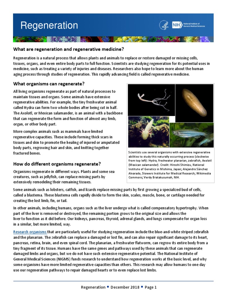 Fact Sheet Regeneration | PDF | Regeneration (Biology) | Regenerative ...