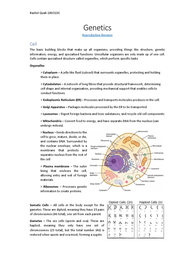 Genetics Revision Yr10 | Download Free PDF | Dominance (Genetics) | Meiosis