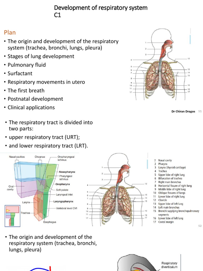 Curs C1 Sem 2 Year 1 ENG - Development Respiratory System | PDF | Lung ...