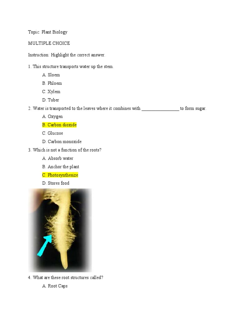Plant Biology Quiz | PDF | Photosynthesis | Plants