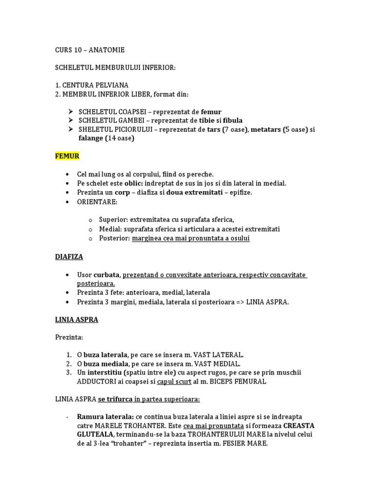 Curs 10 Anatomie | PDF