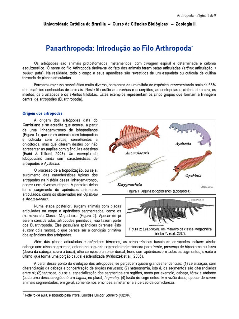Panarthropoda - Introdução Aos Arthropoda | PDF | Sistema circulatório ...