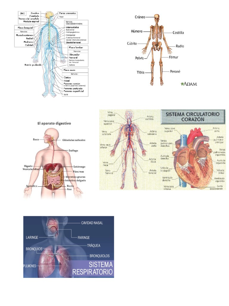 Sistemas Del Cuerpo Humano Pdf