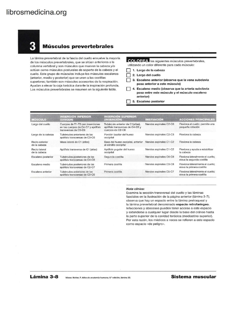 Músculos para Colorear Netter | PDF