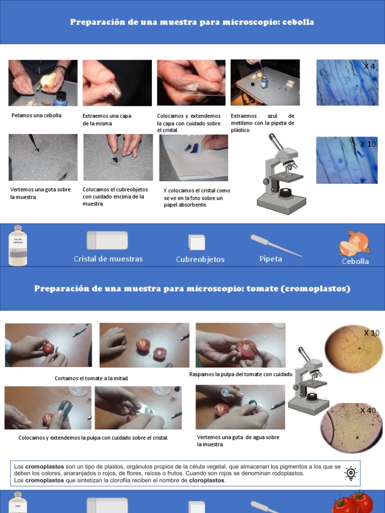 Preparación de Muestras para Microscopio | PDF
