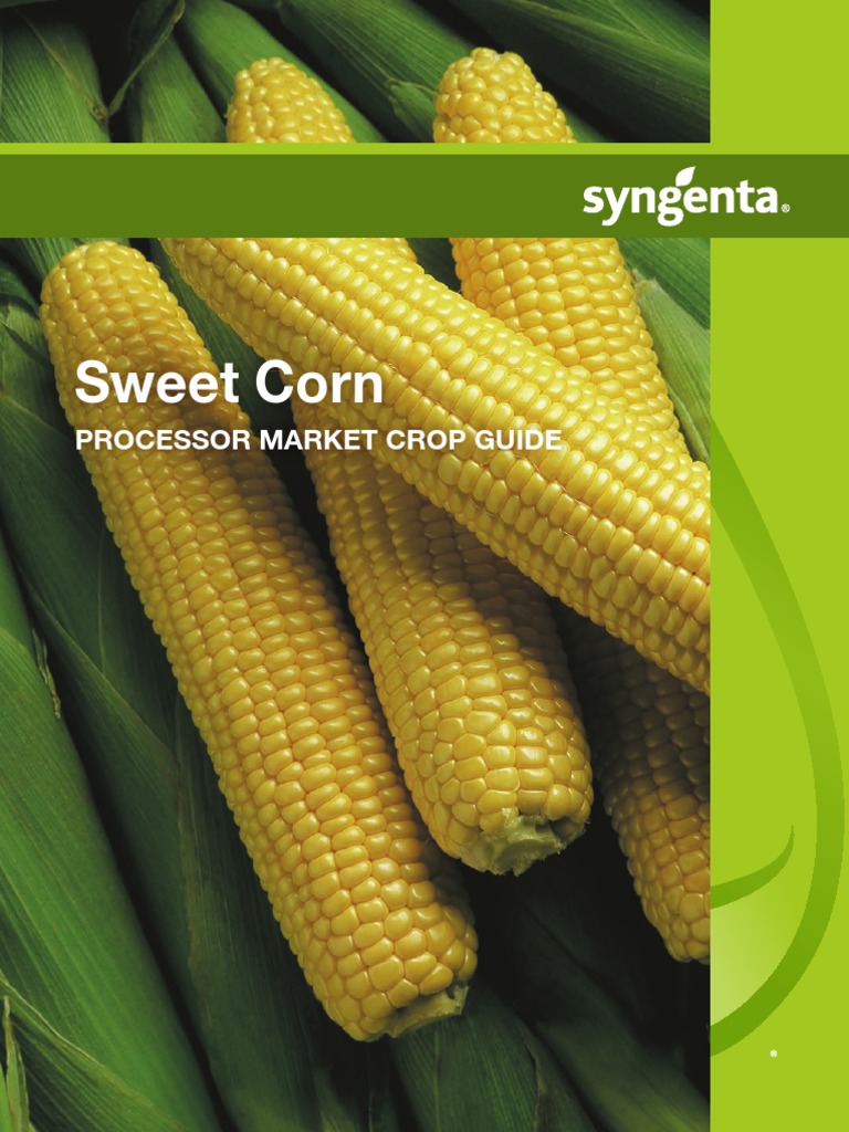 Processor Sweet Corn Crop Guide | PDF | Maize | Plant Breeding