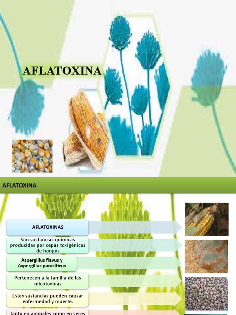Diapositivas Aflatoxina | PDF | Salud y bienestar