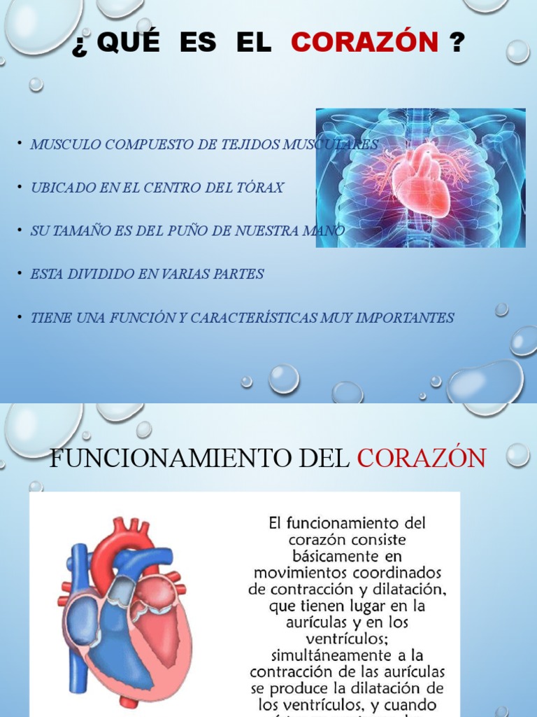 El Corazón y Sus Partes | PDF